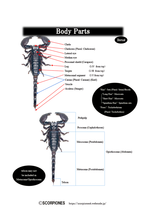 Body Parts :: SCORPIONES