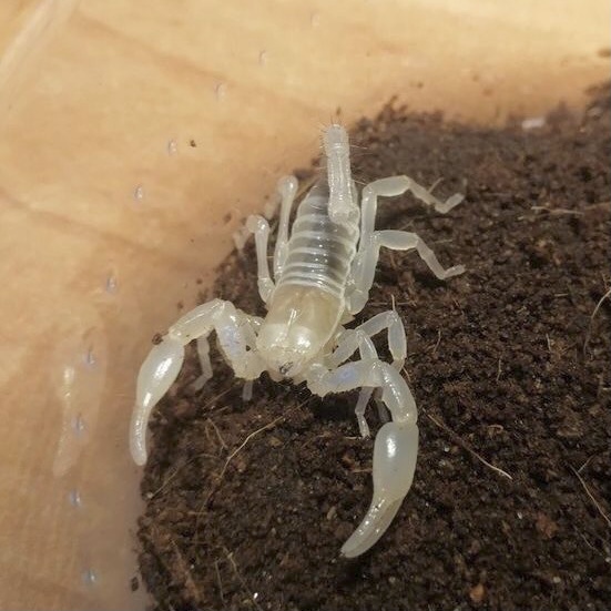 Albino :: SCORPIONES